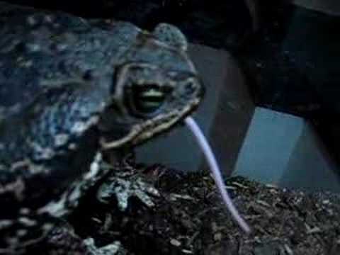 toad eating a mouse - YouTube