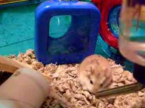 Flat Hamster! - YouTube