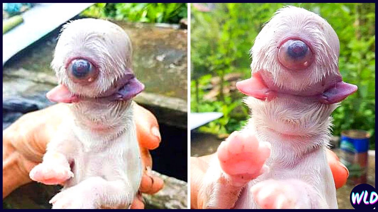 10 Rare Animals Born Once Every 1000 Years #2 - YouTube