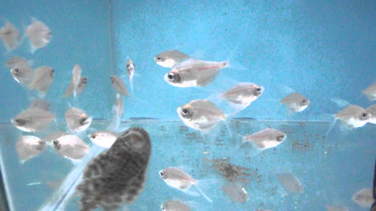 tetra rosa - YouTube