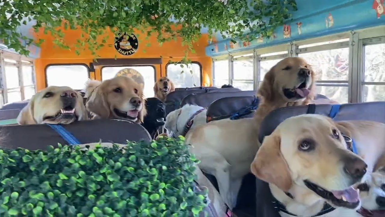 Shuttle service for dogs: The Pup Park Shuttle takes dogs on fun-filled ...