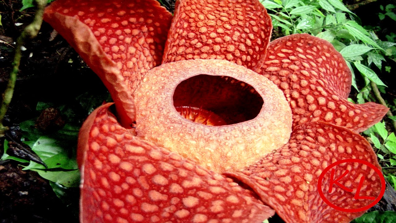 Conoce a la flor más grande del mundo - YouTube