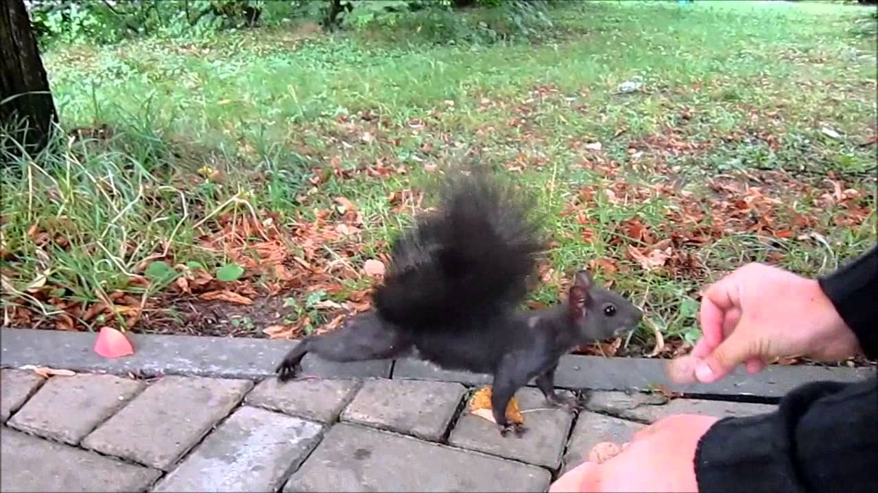 Filming squirrels up close Part 1 - YouTube