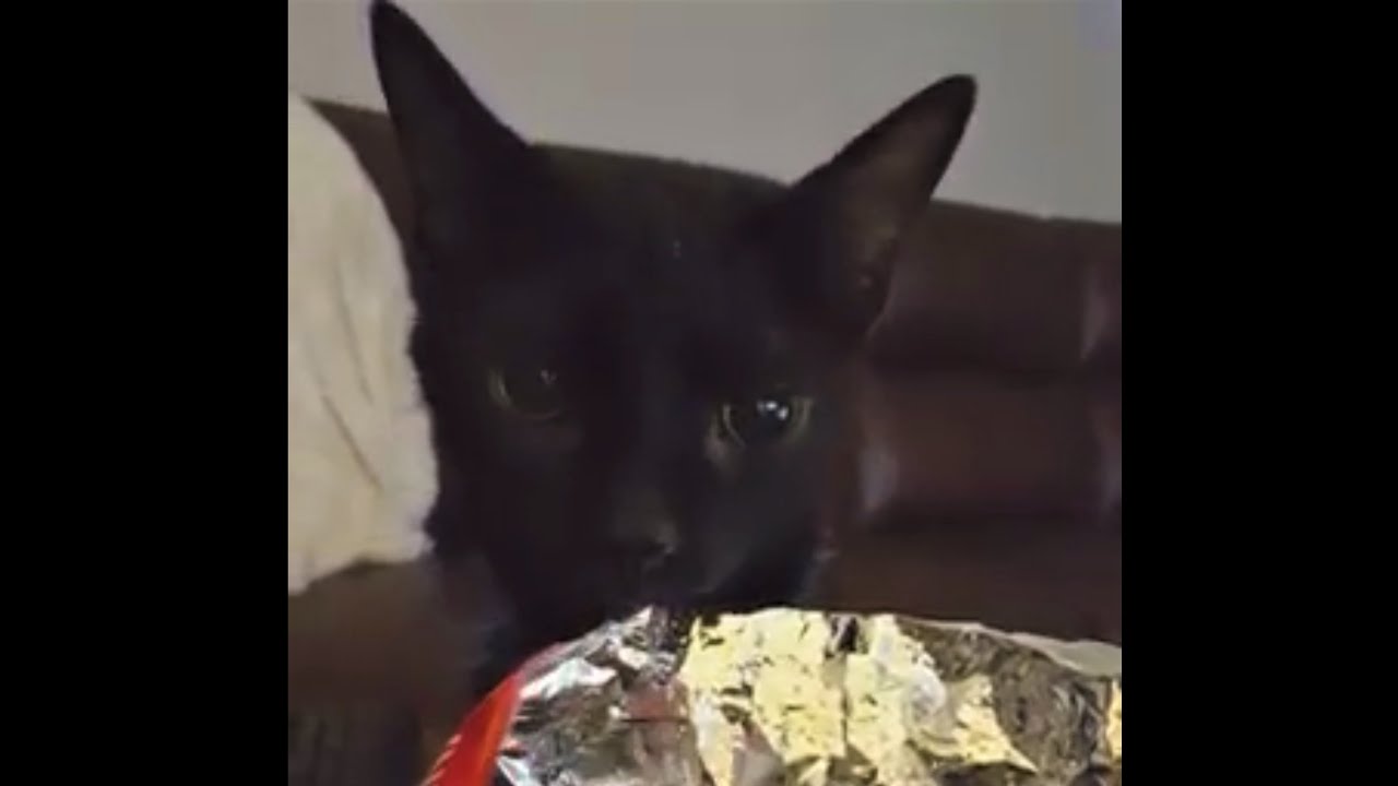 Devil Cat Chewing Chip Bag - YouTube