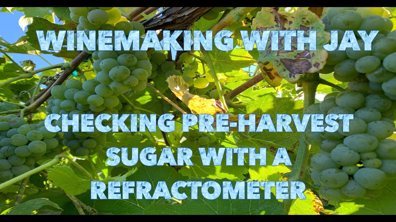 Beginner Winemaking: Using a Refractometer - YouTube