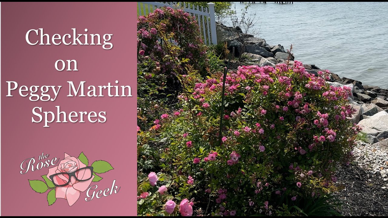 🌹 Peggy Martin’s Putting on a Show! | Training & Pegging Climbing Roses ...
