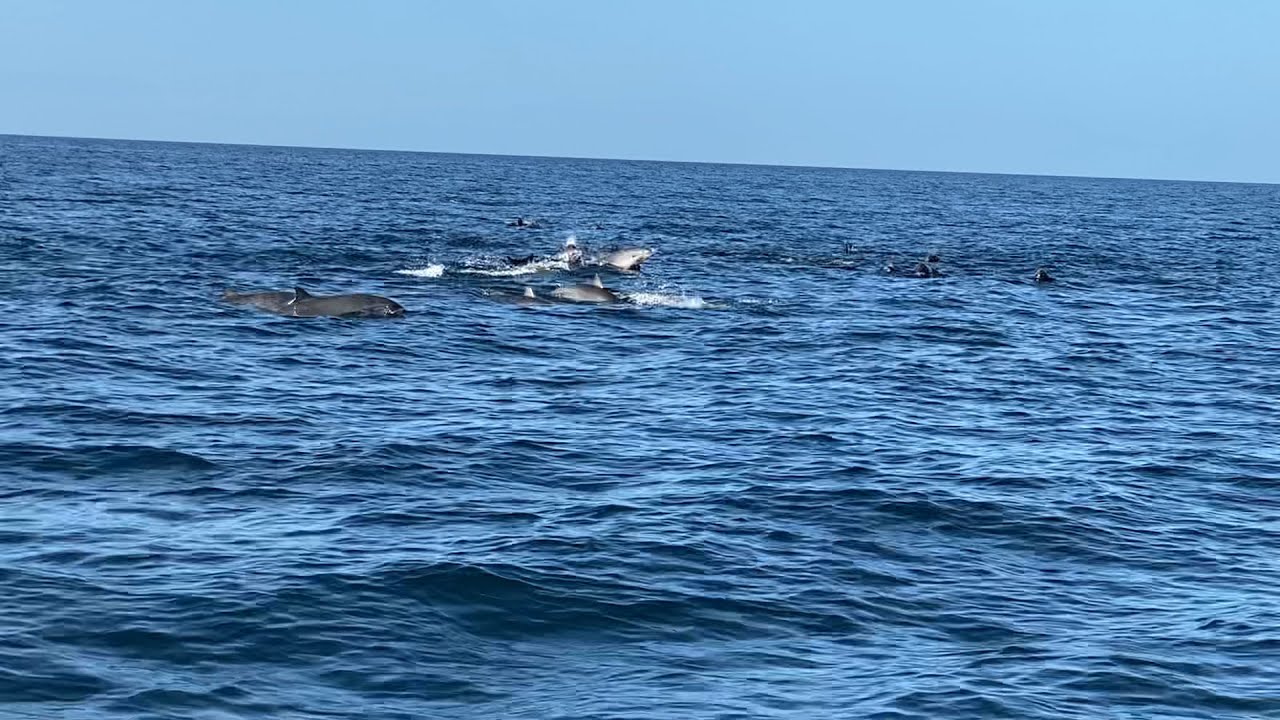 DOLPHIN WATCHING in Butuan Bay | Melon-headed Whales (Electra Dolphin ...
