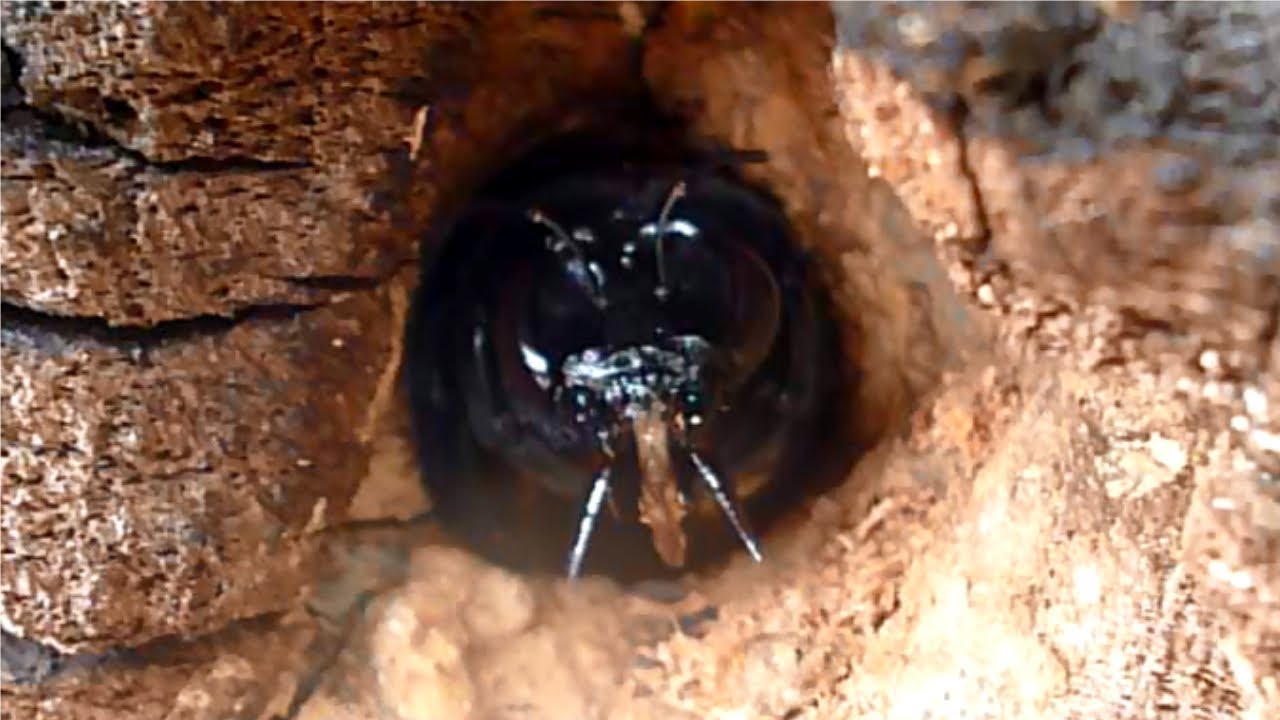 "Abeja carpintera" asomada en su nido / "Carpenter bee" peering into ...