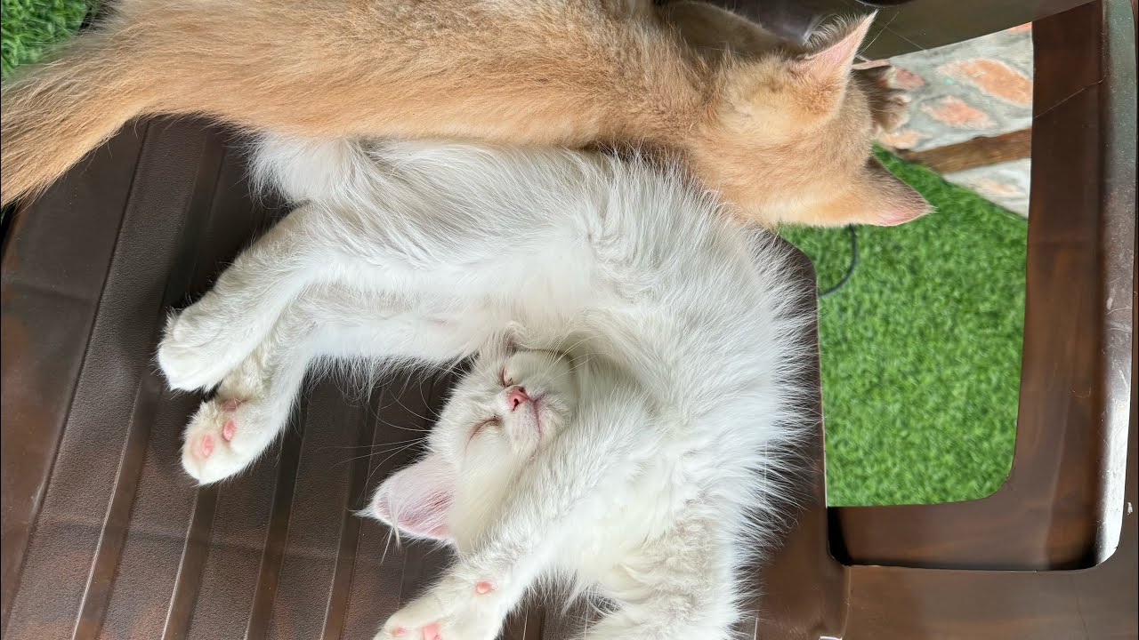 Leena khél rahe hai apne bachu sai #play #playgame #cute #cat - YouTube