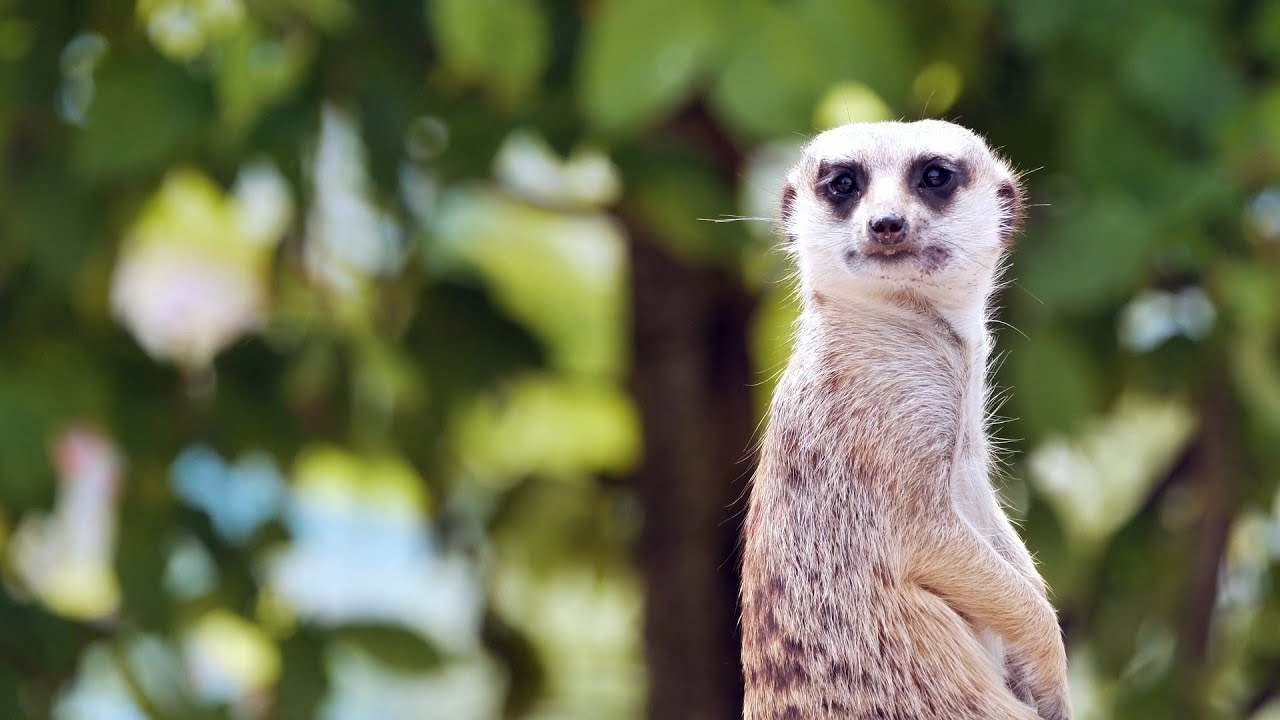 Suricate Animal Video || Suricate Lover Animal Video || Animal Lover ...