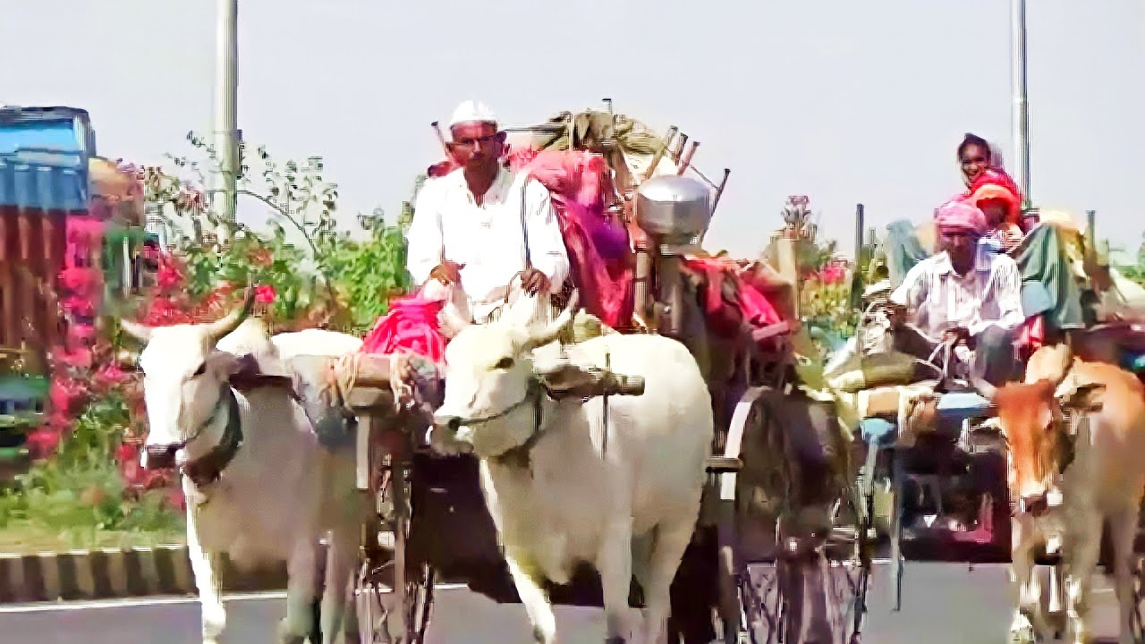 Shepherd or Dhangars seasonal movement in Maharashtra & by Bull ...