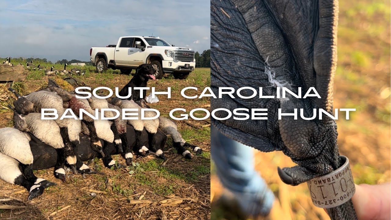 LOVEBIRD GOOSE HUNT | South Carolina Banded Geese, Early Season Hunt ...