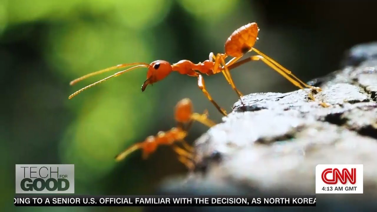 Tech for Good: Animal insights lead to robot navigation breakthroughs ...