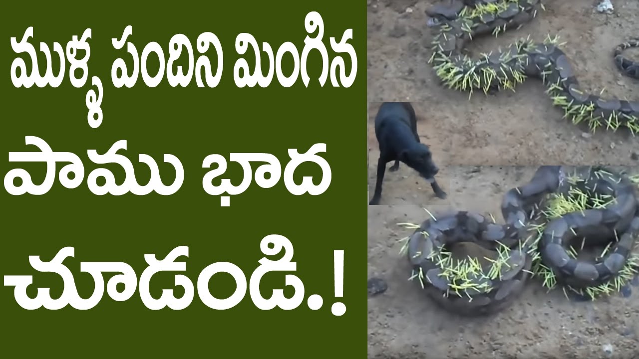 ముళ్ళ పందిని మింగిన పాము భాద వర్ణనాతీతం మీరే చూడండి | A Giant Snake ...