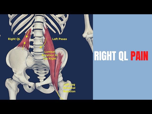 Quadratus Lumborum Psoas