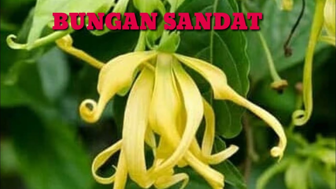 Bungan Sandat (Cover by Awan) - YouTube
