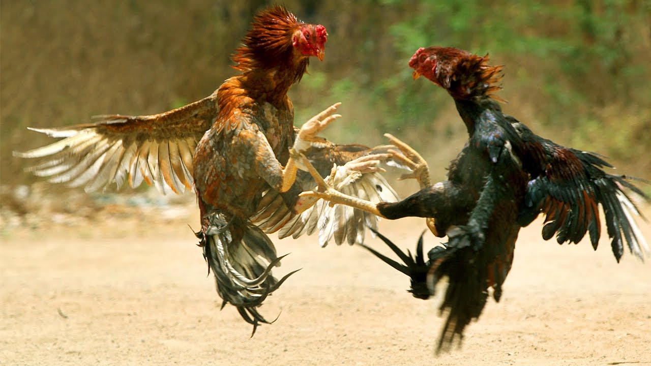 Chickens fight because they love girlfriend. - YouTube