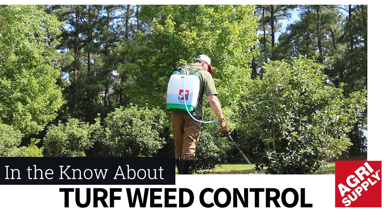 In the Know About Turf Weed Control with Barefoot Lawn Care® - YouTube