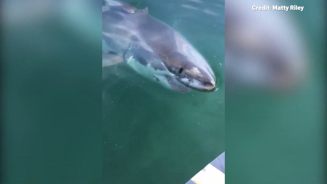 Shark Bumps Into Boat Near Whale Carcass - YouTube