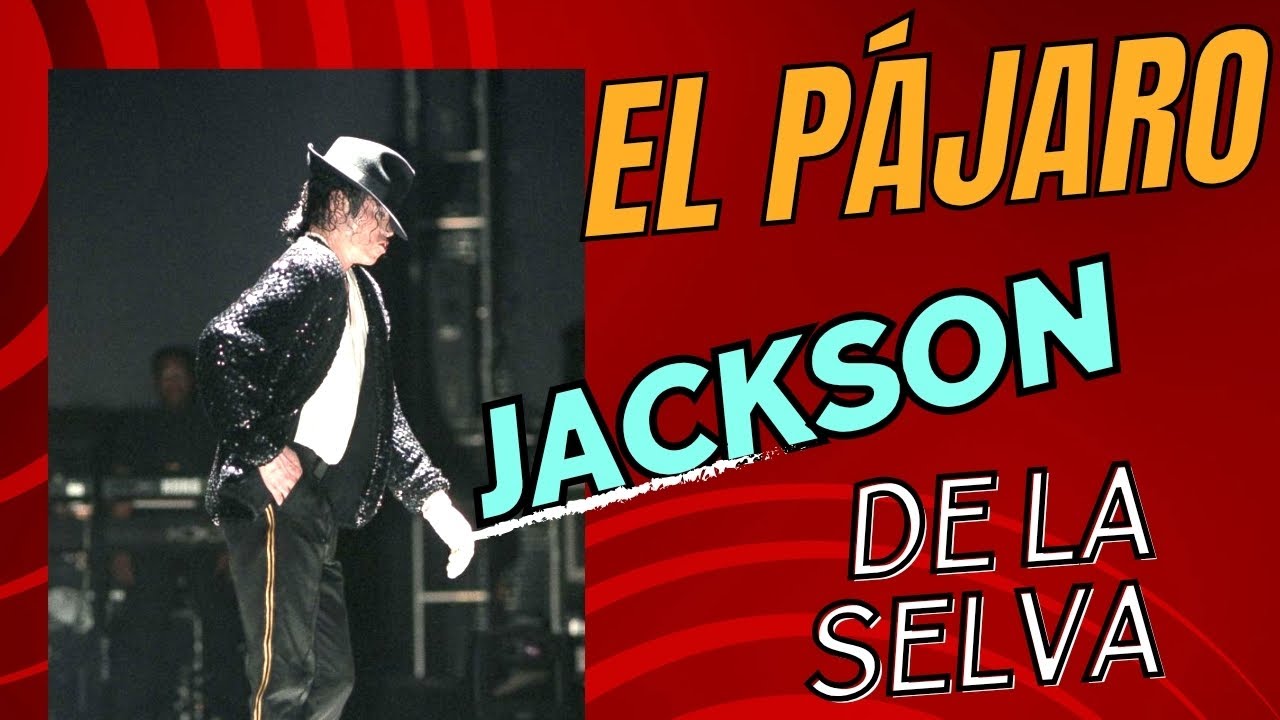 conoce al pájaro que baila como Michael Jackson. Lo encontramos en las ...