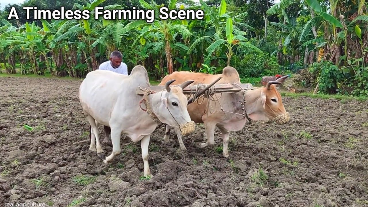 Amazing Traditional Plowing with Cows || Big cow || Rural agriculture ...