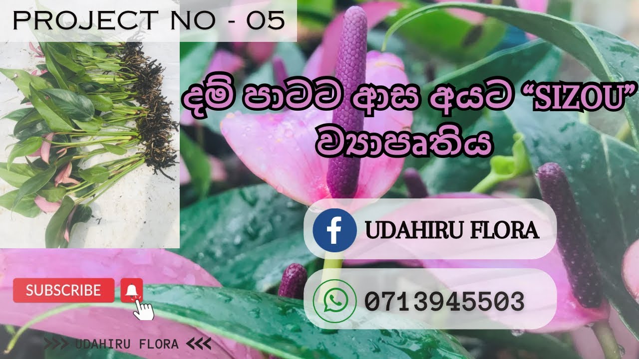 🦋අපෙන් පැල අරන් අපිටම දෙන්න | ලස්සනම දම් පාට සිසෝ "𝐒𝐢𝐳𝐨𝐮“ | Project No ...