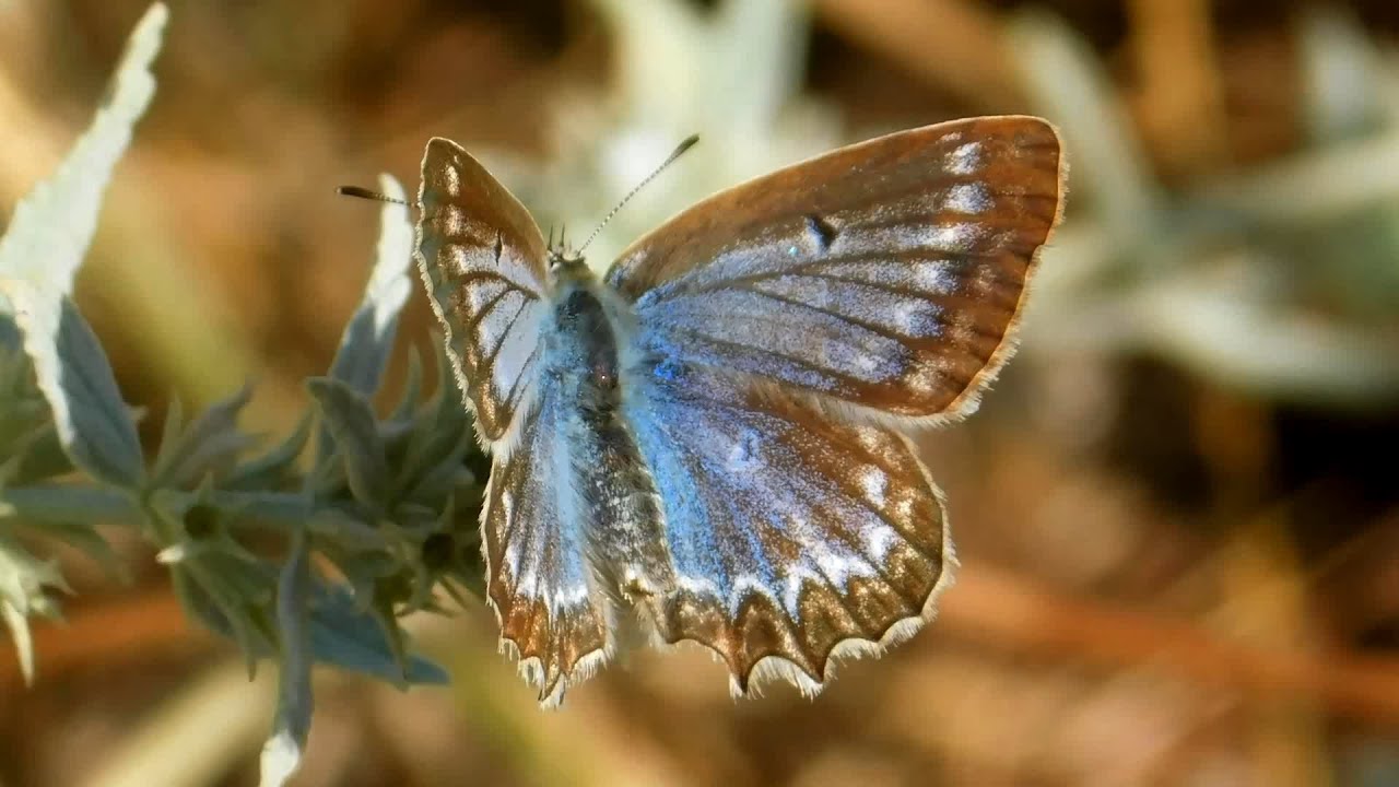 polyommatus daphnis - butterflies of Greece - YouTube