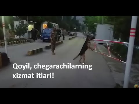 Chegarachilarning xizmat itlar!