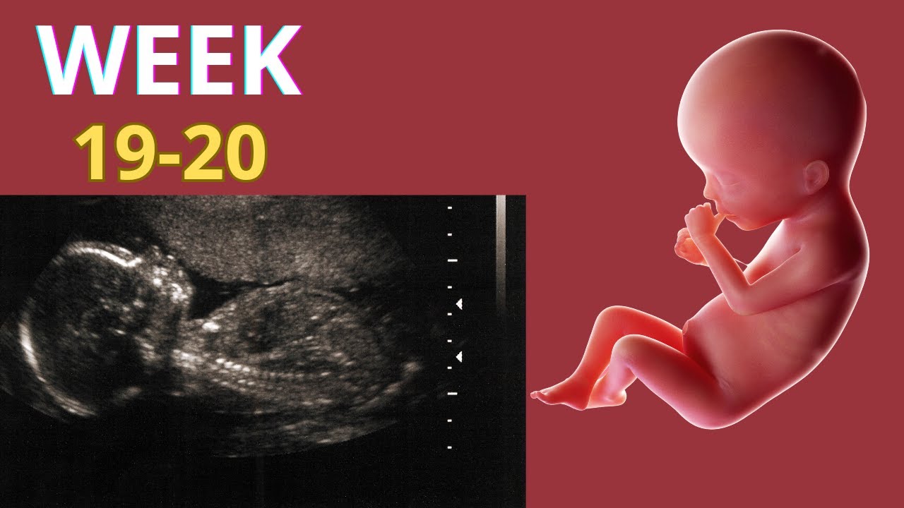 19-20 Weeks Pregnant: What To Expect. - YouTube