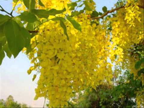 Sabaidee Pimai lao - YouTube