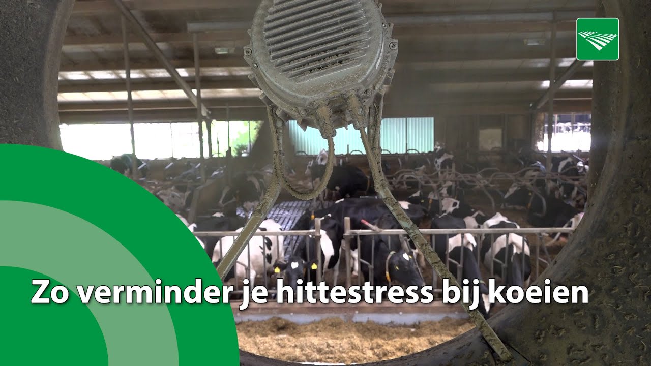 Zo verminder je hittestress bij koeien - YouTube
