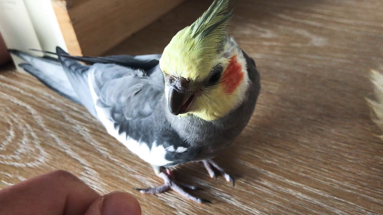 Cockatiel Play #Pecky - YouTube