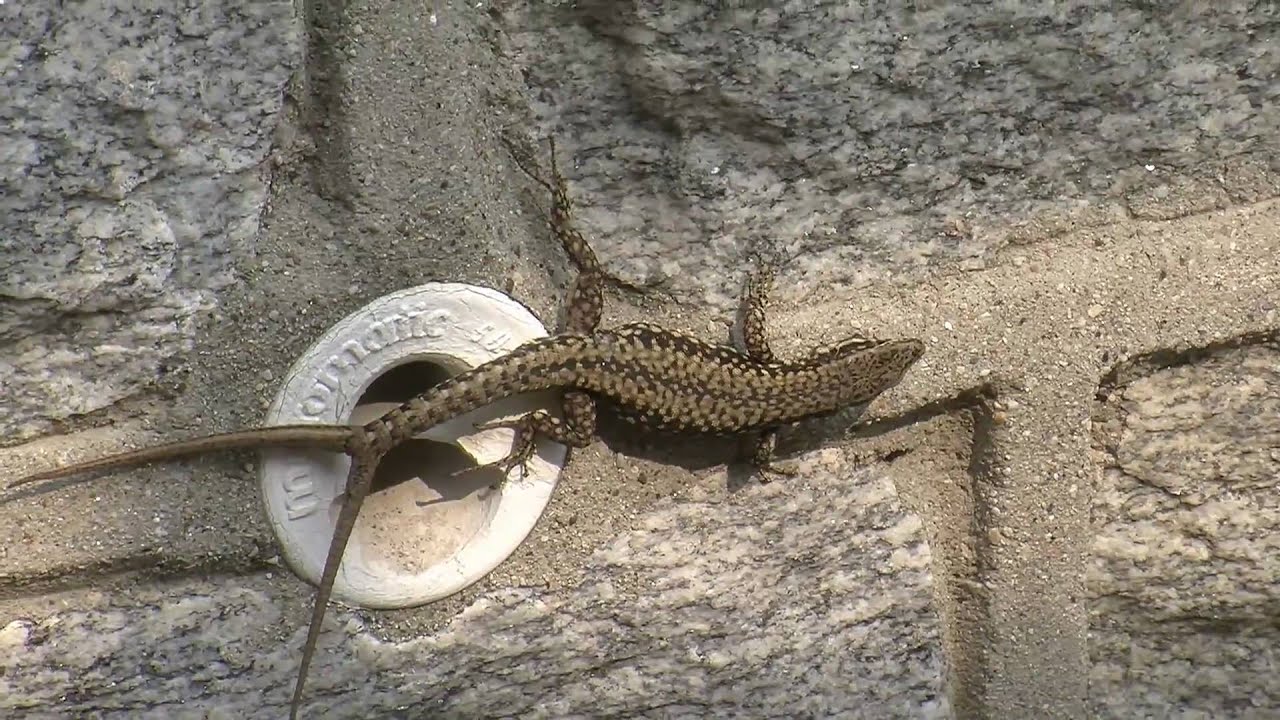 Lizard with two tails - YouTube