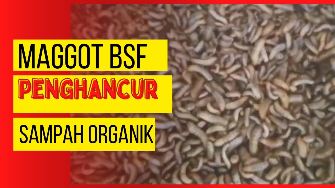 Cara mudah budidaya maggot bsf untuk pakan alternatif ternak ayam dan ...
