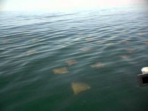 Stingrays Migrating off St. George Island (: - YouTube