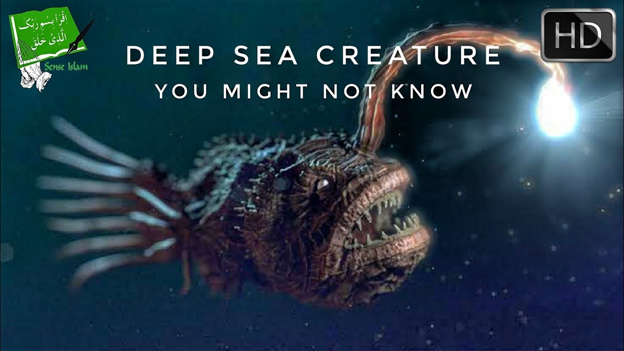 Deep Sea Creature You Might Not Know - YouTube