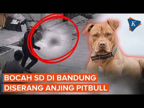 Bocah SD di Bandung Alami Luka Serius karena Diserang Pitbull