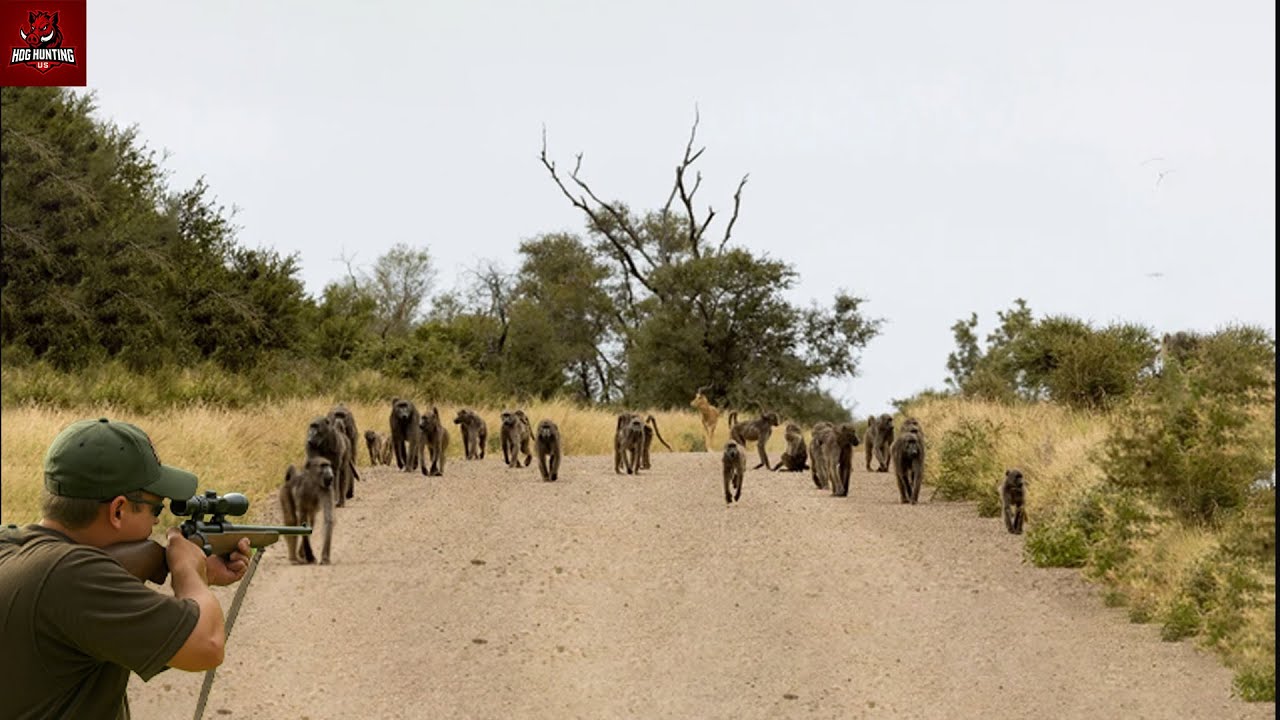 African Hunters vs. Baboon: A Wild Survival Encounter! -Farming ...