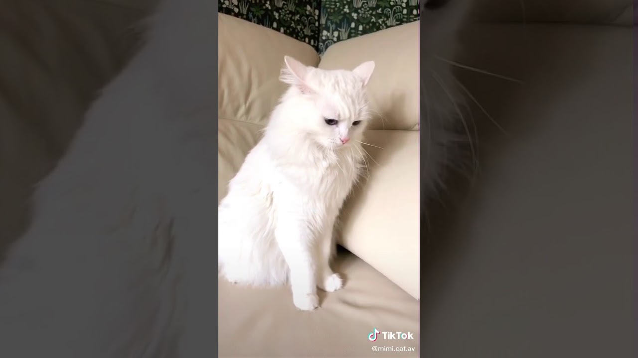 Funny Slapping A Cat | Tik Tok Cat Memes - YouTube
