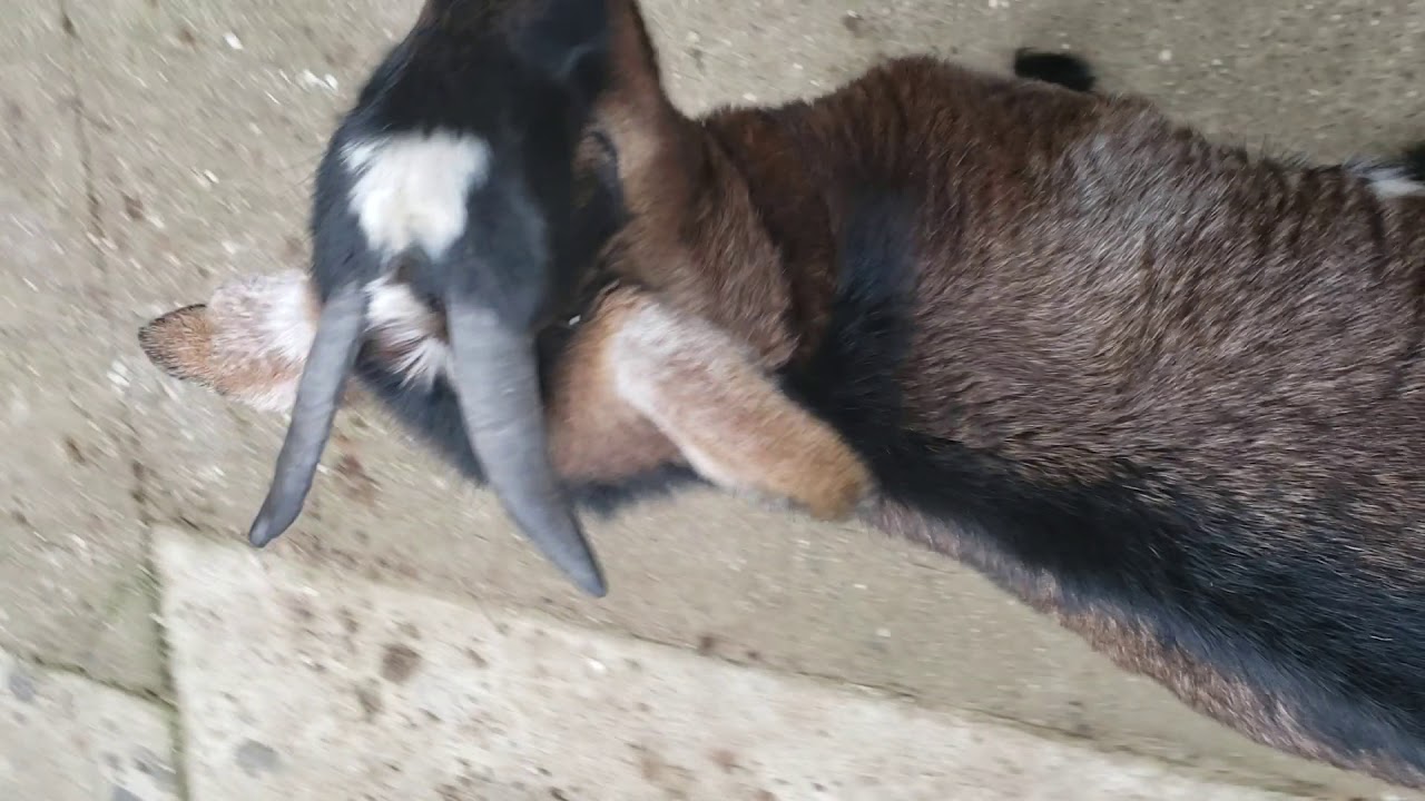 Goat attacks - YouTube