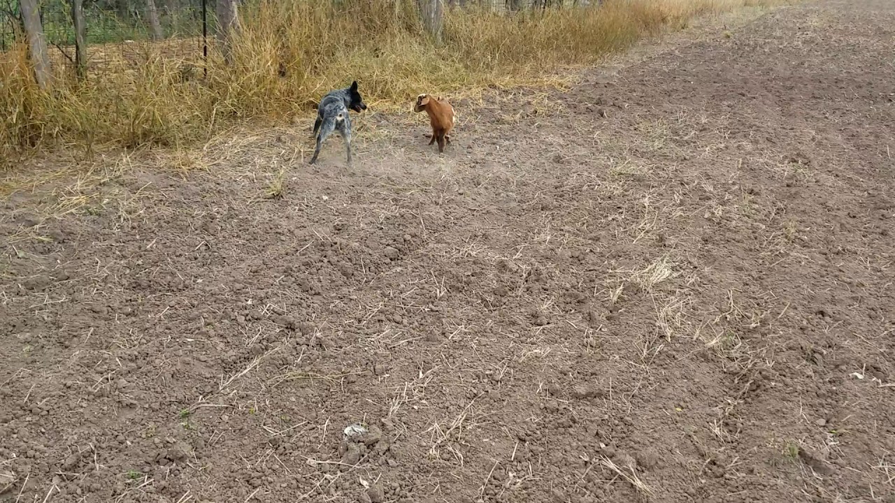 Super funny! Baby Goat Stands up to an Australian Cattle Dog - YouTube