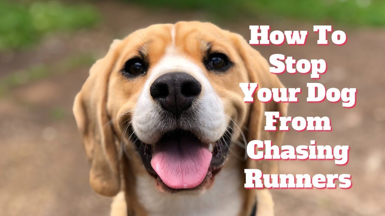 How to stop your dog from chasing runners | What TO do and what NOT to ...