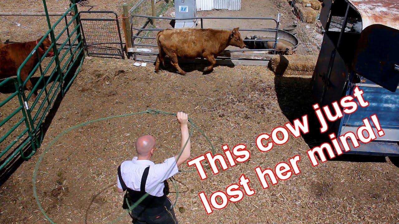 Our cow gets herself into some serious trouble || This was bad, but it ...