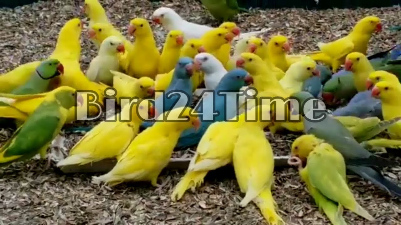 Parrot breeding farm | Yellow,Blue,White,Grey Ringneck parrot feed time ...