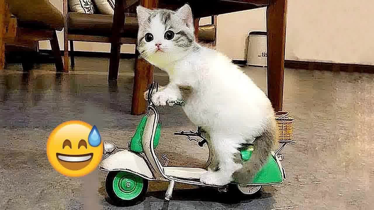FUNNIEST Cats and Dogs | Best Bloopers 😻 - YouTube