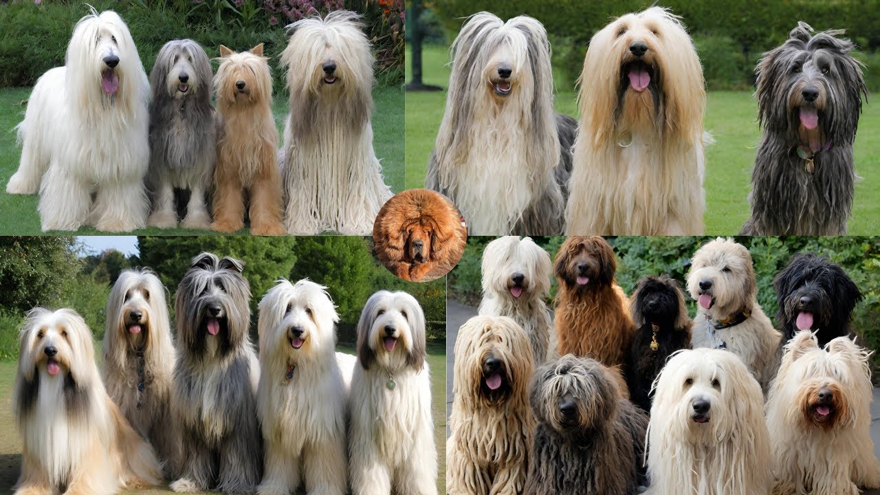 25 Razas De Perros Con Pelaje Largo que Debes Conocer 🐶 #animals #dog ...
