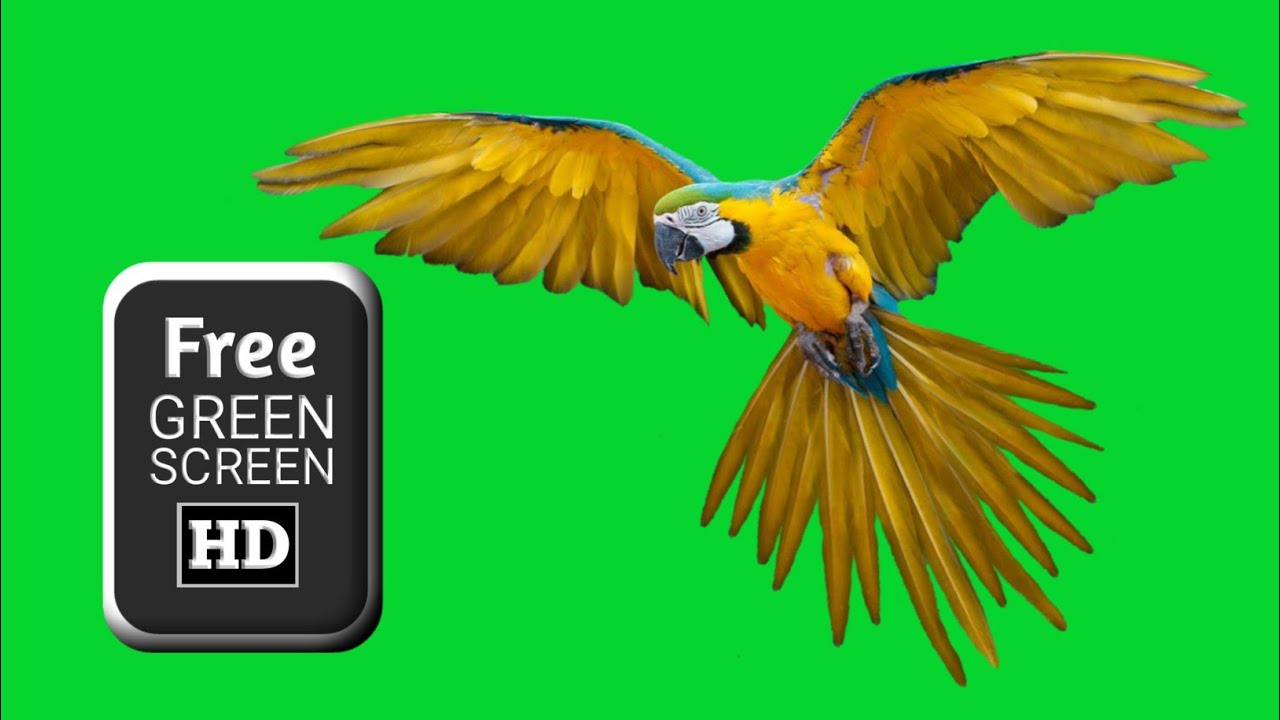 Green screen parrot video effects | parrot green screen flying | green ...