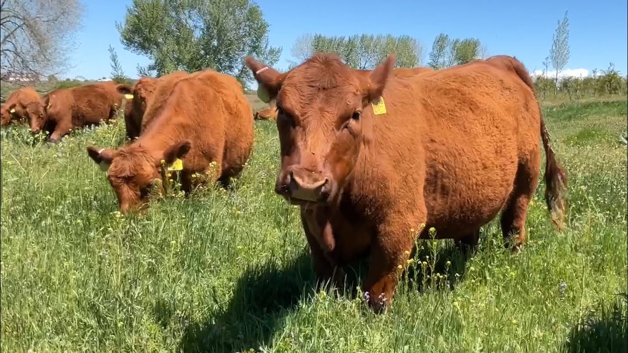 Red Angus Cows Grazing Fresh Grass In Idaho - YouTube