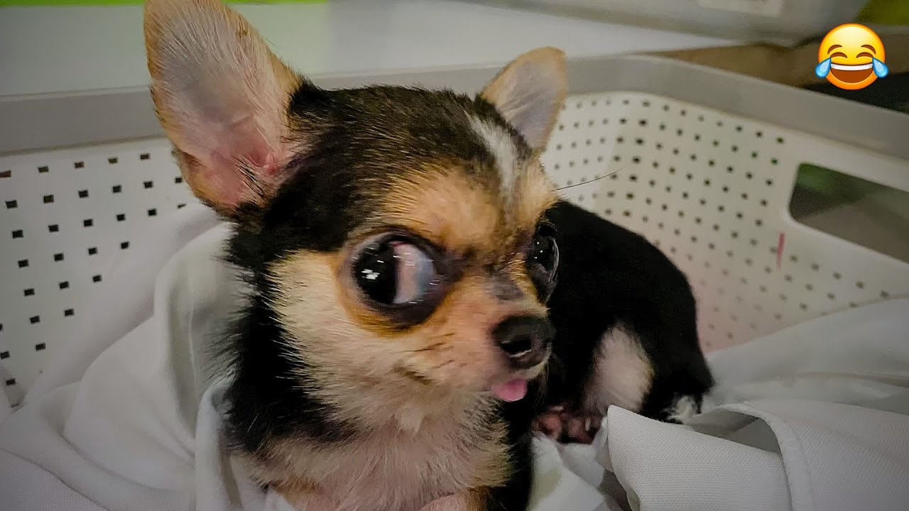 Funny Dogs Videos in 2024 - Funniest Dog Videos #04 - YouTube