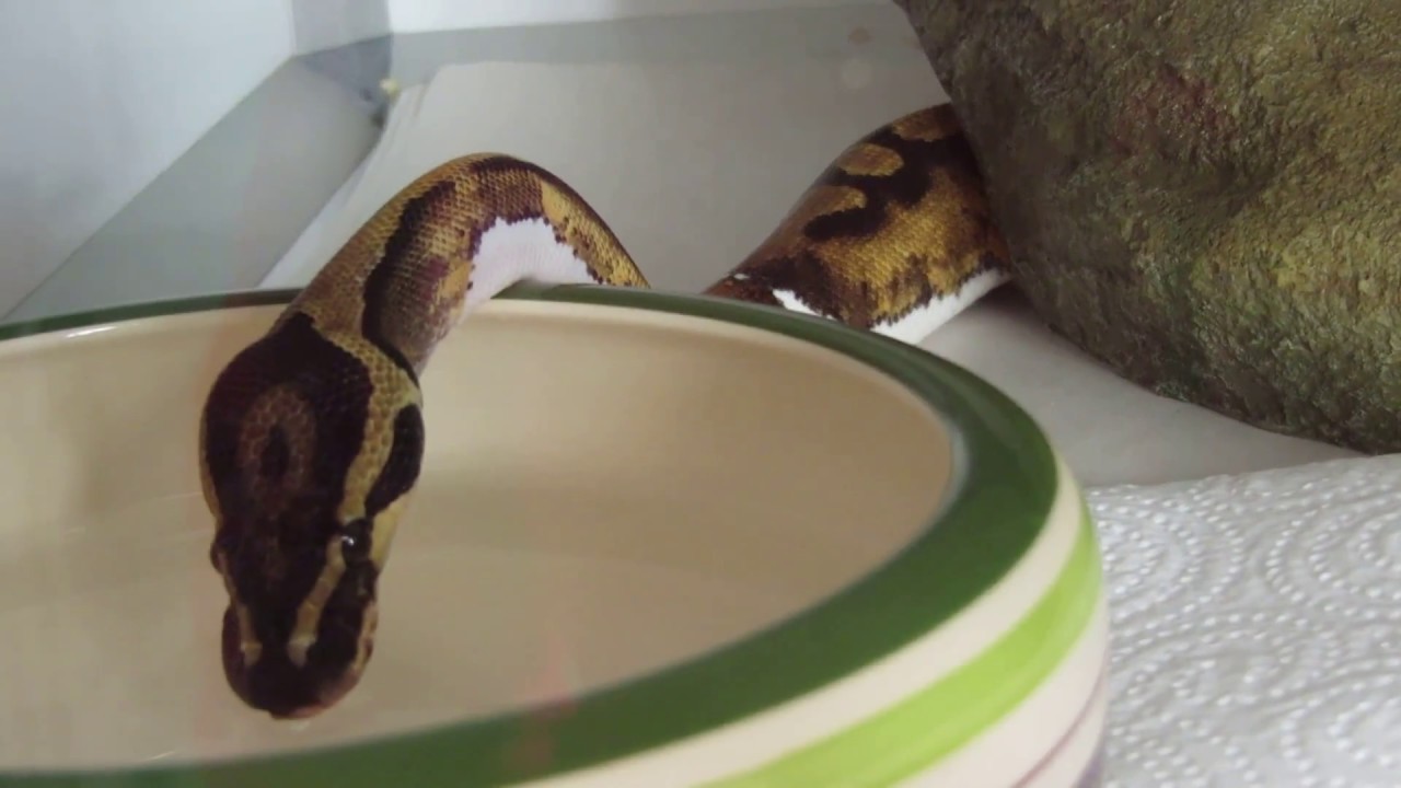 Python regius Drago et Lune qui boivent - YouTube